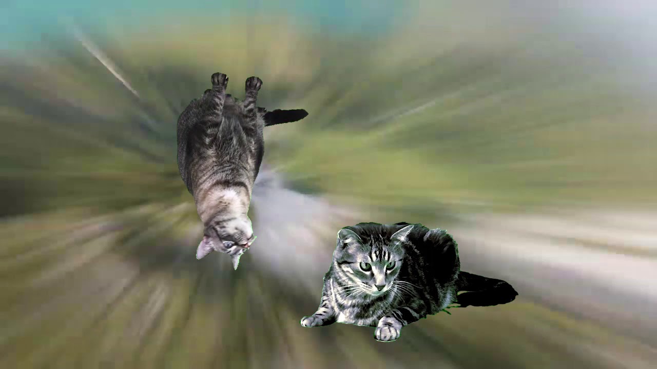 epic cat invasion - YouTube