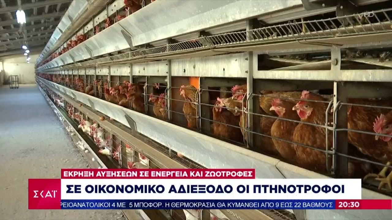 Σε οικονομικό αδιέξοδο οι πτηνοτρόφοι | Ειδήσεις Βραδινό Δελτίο | 14/04 ...