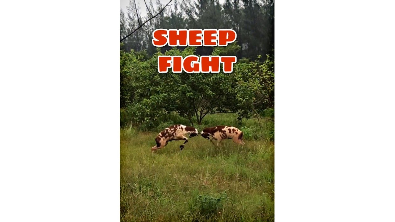 sanda keda Fight | Sheep Fight - YouTube
