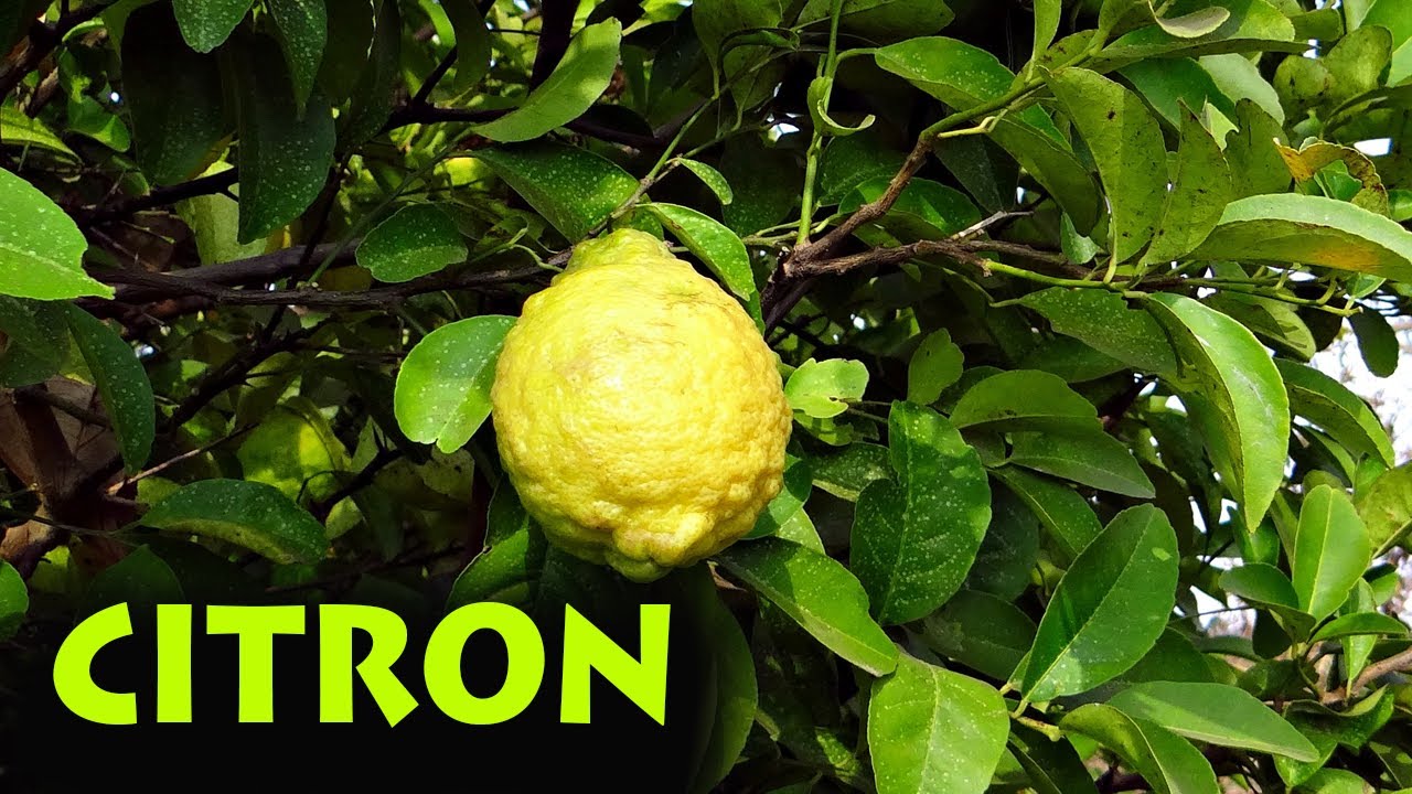 Citron (Ganapathi Naranga) - YouTube