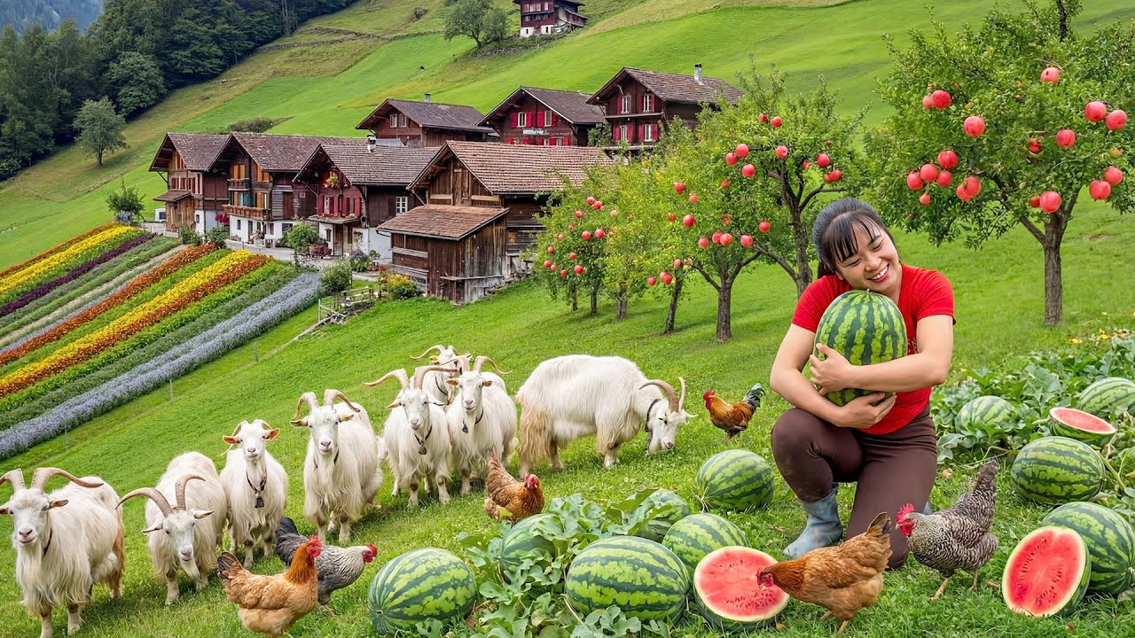 Beautiful Countryside Life: Daily Harvesting of Watermelons and ...