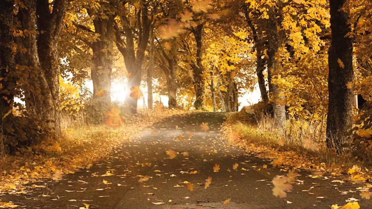 Leaf Fall in after effect - YouTube
