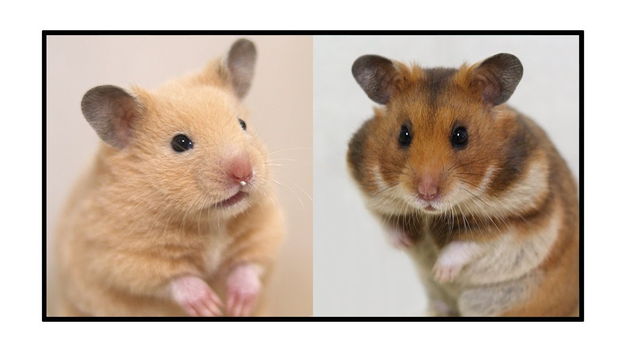 크림골든햄스터 절미와 세피아골든햄스터 보리의 귀여움 대결 (Cream Golden Hamster Zhumi vs. Golden ...