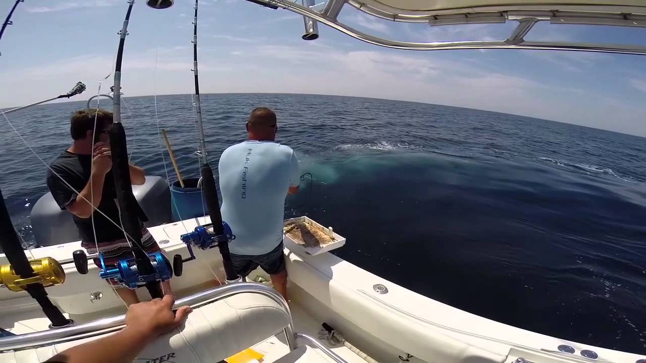 How to Shark - Chasin'tail Sportfishing Sharking 2015 - YouTube