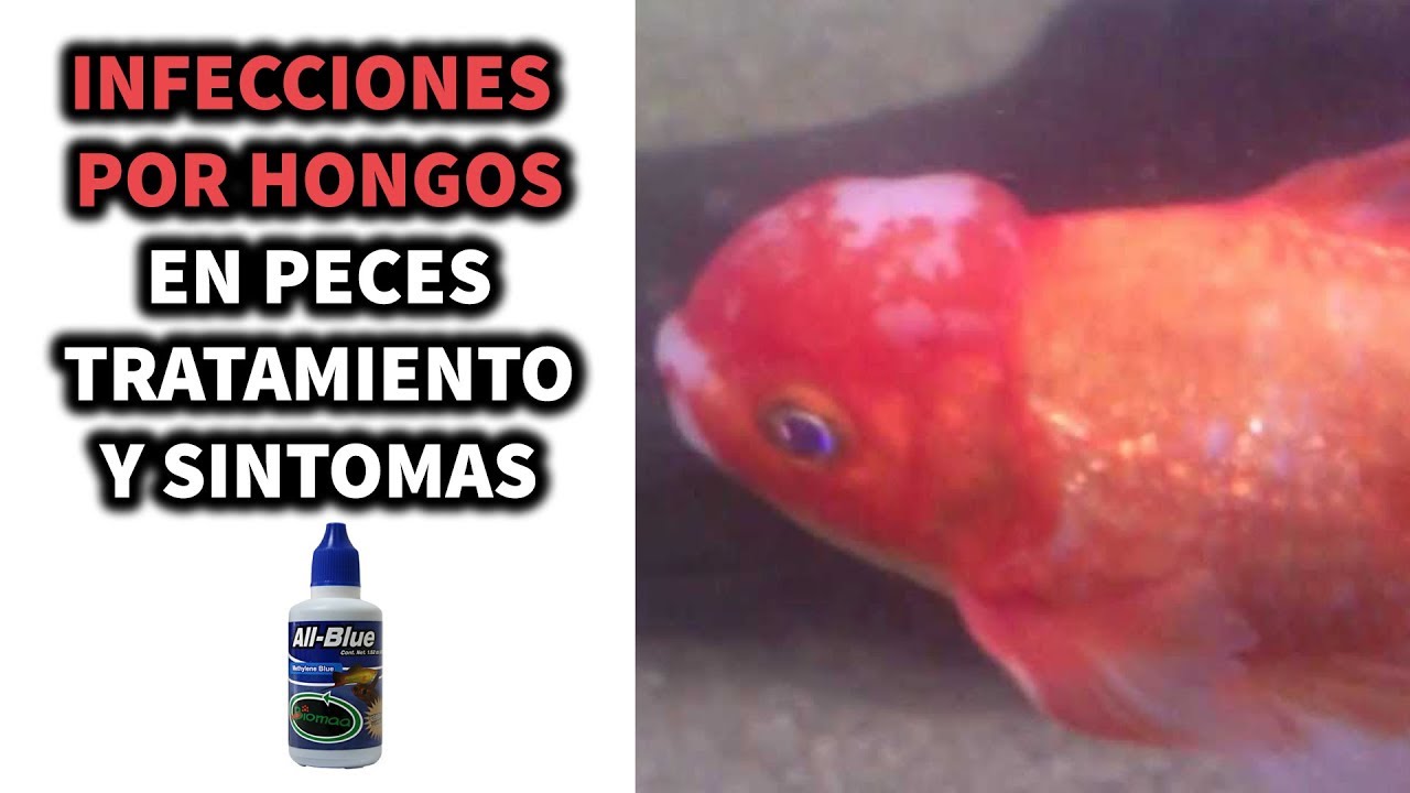 INFECCIONES POR HONGOS EN PECES | CAUSAS, SÍNTOMAS Y TRATAMIENTO ...