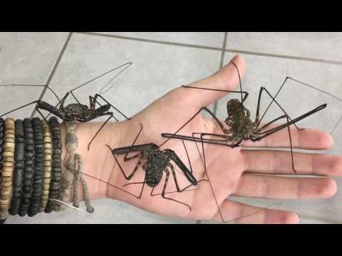 Spiders on my Arm !? - YouTube