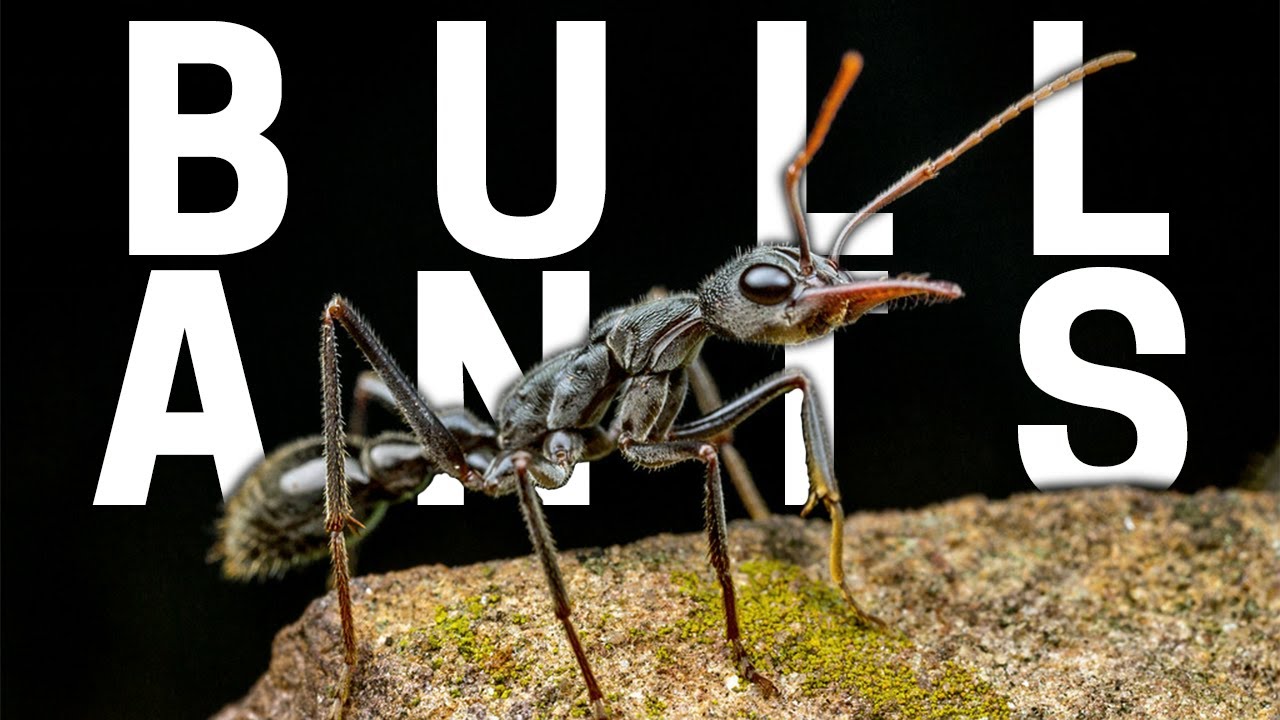 My New Bull Ant Colony - Myrmecia pyroformis - YouTube