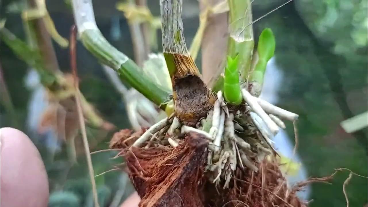 Cara Memperbanyak Anggrek Dendrobium Banyak Keluar Tunasnya Sangat Mudah - YouTube