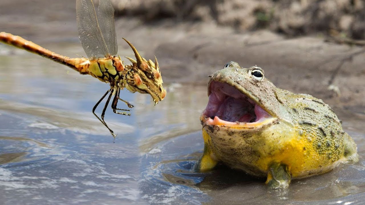 Dragon fly vs African Bullfrog [ Warning Live Feeding ] - YouTube