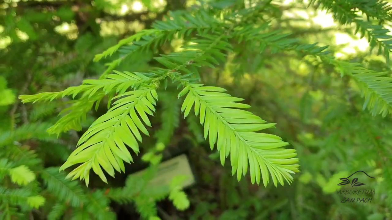 Sequoia sempervirens sekvoje vždyzelená - YouTube