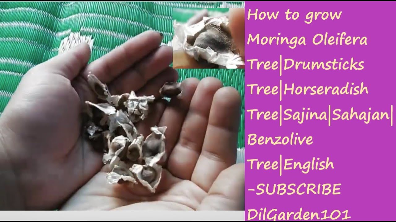 How to grow Moringa Oleifera |Steps |Drumsticks Tree|Sahajan ...