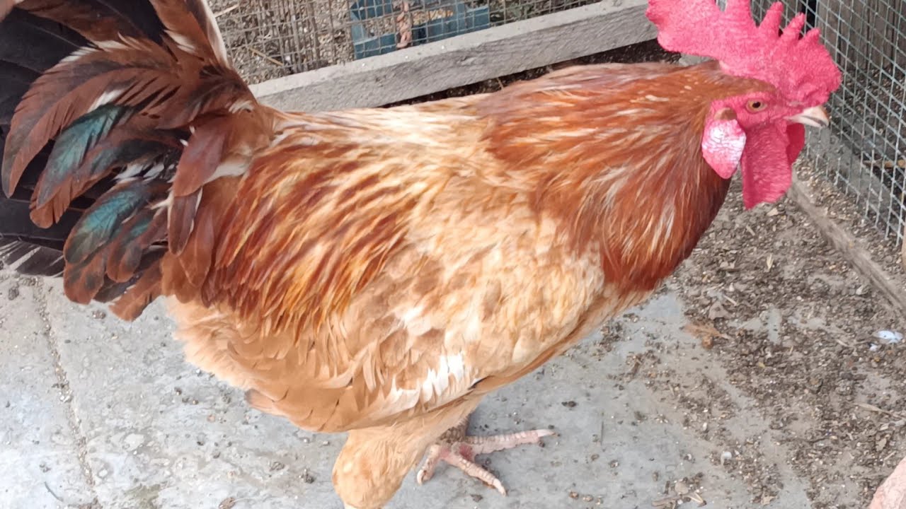 Adorable Rooster Crowing Sounds | Amazing Rooster Playing On Roof🐓😍 ...
