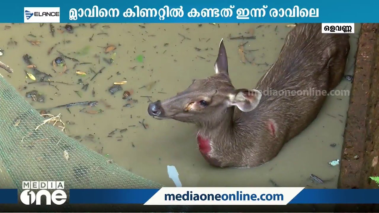 കോഴിക്കോട് ഒളവണ്ണയിൽ കിണറ്റിൽ വീണ മ്ലാവിനെ രക്ഷപ്പെടുത്തി | Sambar deer ...