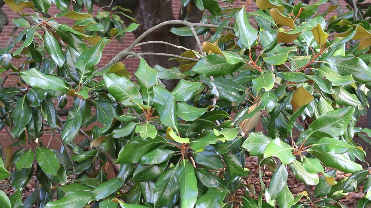 Southern magnolia (Magnolia grandiflora) - Plant Identification - YouTube