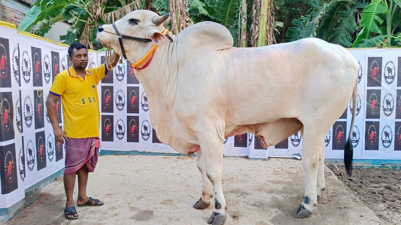 MOST BIGGEST AND TALLEST SADIK E SULTAN ONGOLE OX OF 2023 FROM SADIQUE ...