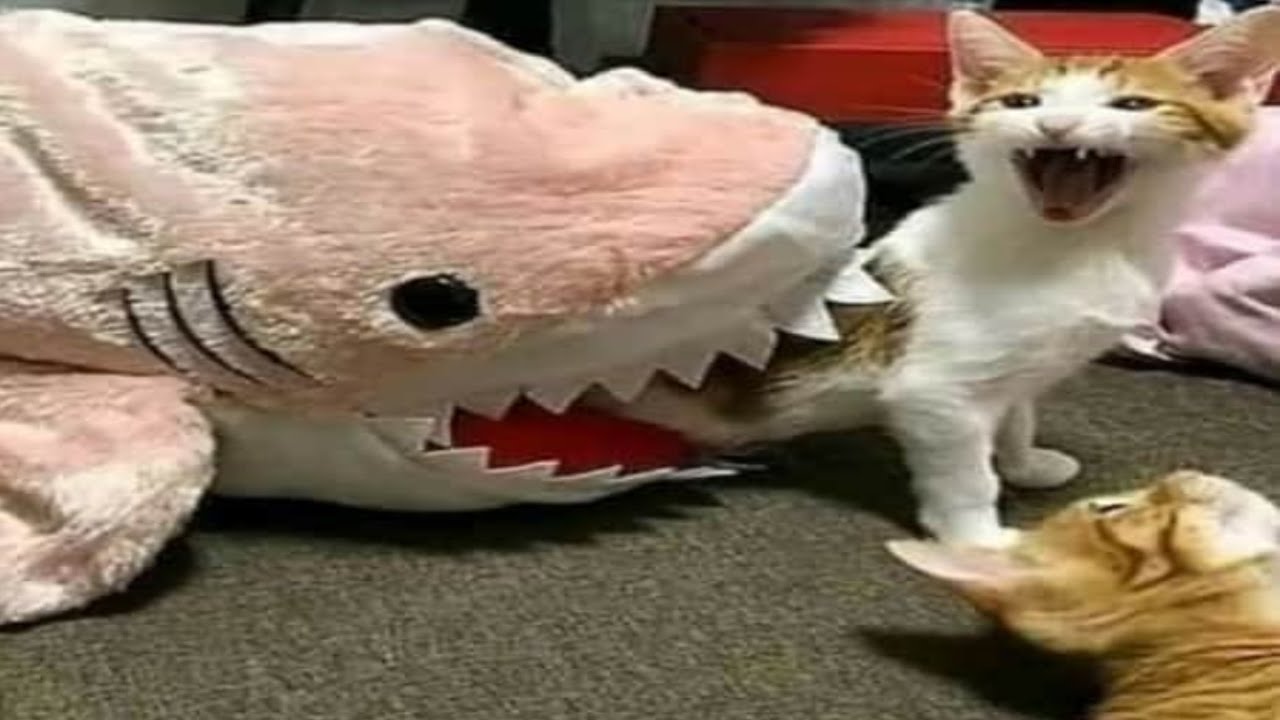 Gatos Graciosos - Videos de Risa de Gatos Chistosos # 86 - YouTube