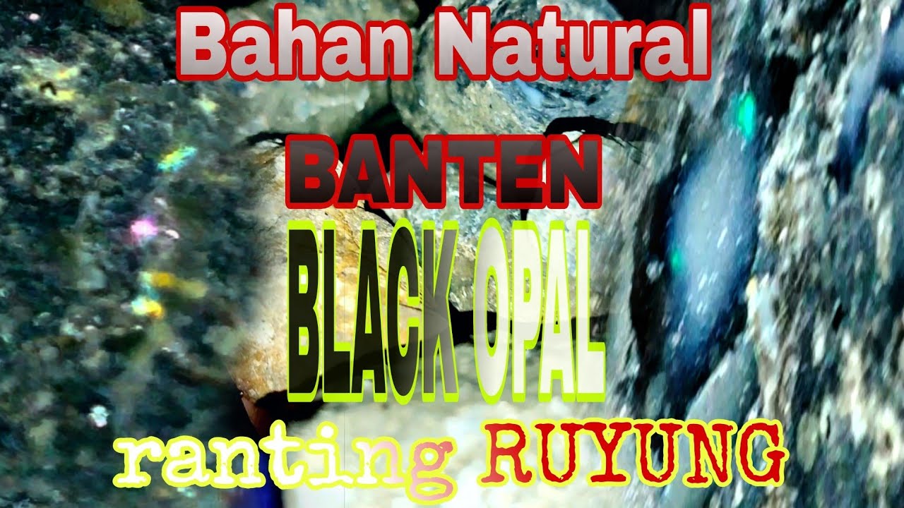 ️bahan Ranting Ruyung Black Opal Sempur Banten paket Rp 165rb 0877-1544 ...