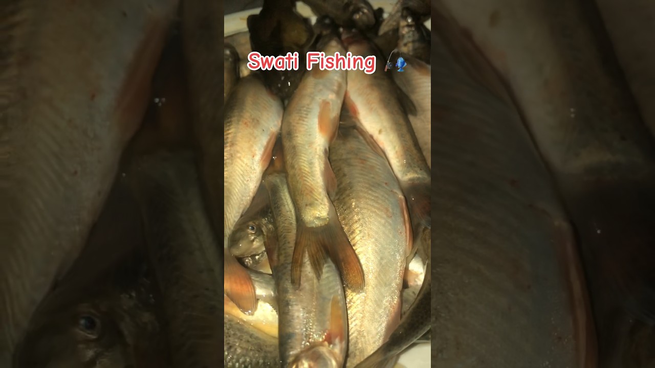 Swati Fish -| Trout Fish | Fish #fishing #catchingfish #fishing #swat # ...