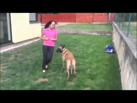 K9 Infinity Dog Training Videos - YouTube