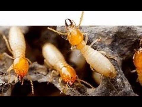 Safeguard Pest Control - Termites - YouTube
