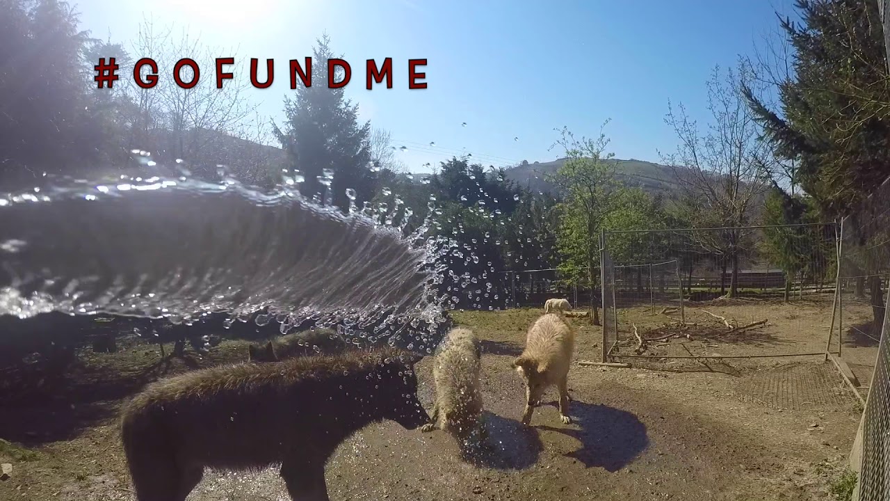 Wolf pups having fun! - YouTube