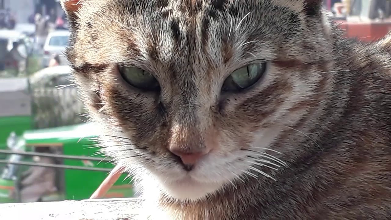 Street Cat - Lahore - Pakistan - YouTube