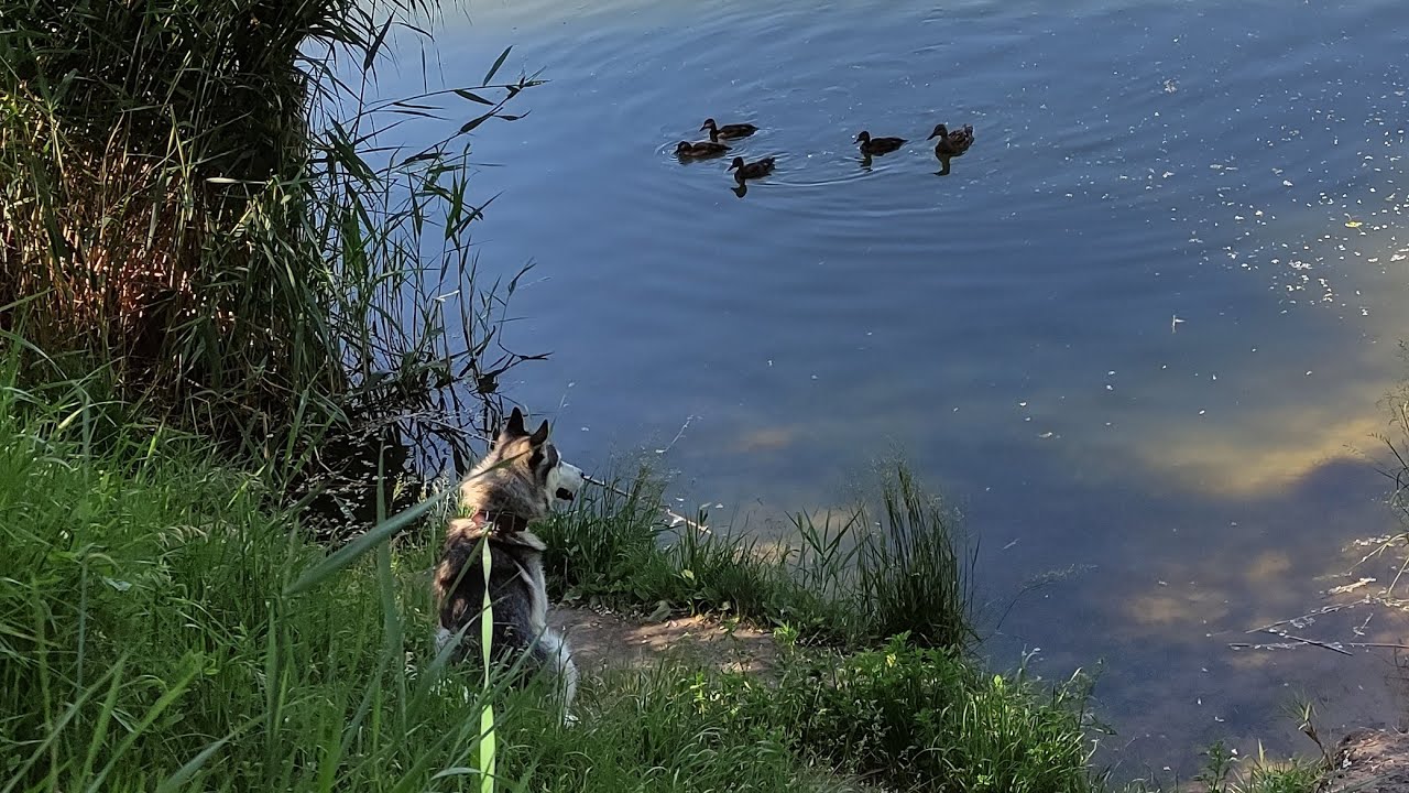 Jack Husky near the lake with ducks - YouTube