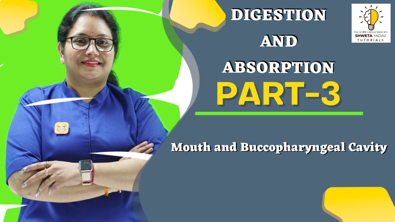Mouth and Buccopharyngeal Cavity ( Mouth, Buccal Cavity) | Digestion ...