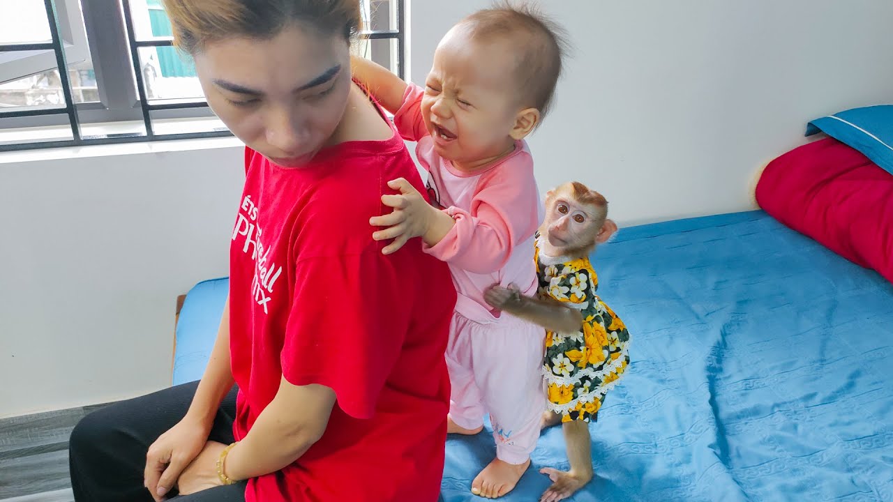 Monkey Kaka and Baby Diem cried and asked mom to carry them - YouTube