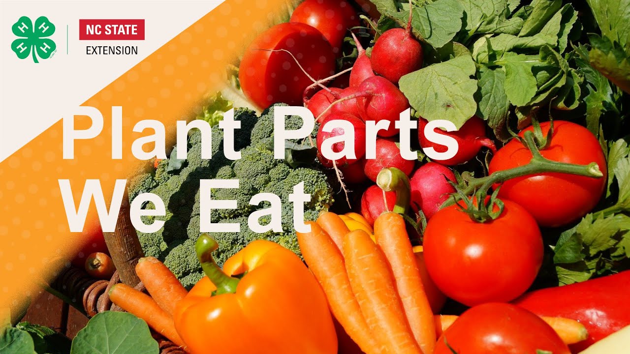 Plant Parts We Eat, 4-H Spark Activity - YouTube