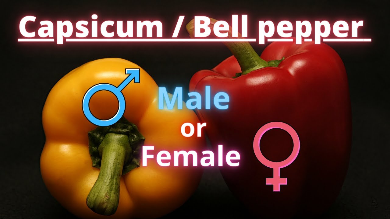 Capsicum || Bell pepper --- Male (or) Female ? - YouTube