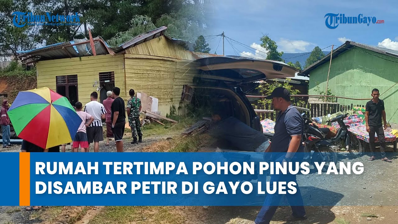 Rumah Nursinah Tertimpa Pohon Pinus Yang Disambar Petir di Gayo Lues ...