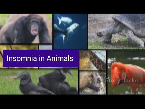 INSOMNIA | Can insomnia happen in animals? All you need to know about ...
