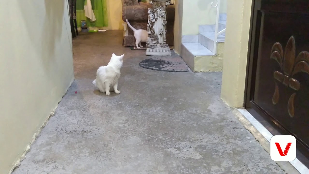 Gus cat / gato Gus/ - YouTube