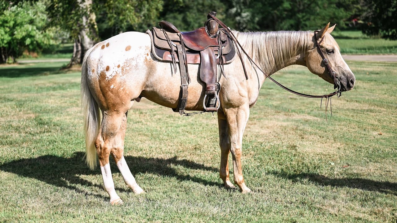 Stretch-Masters Equine - YouTube