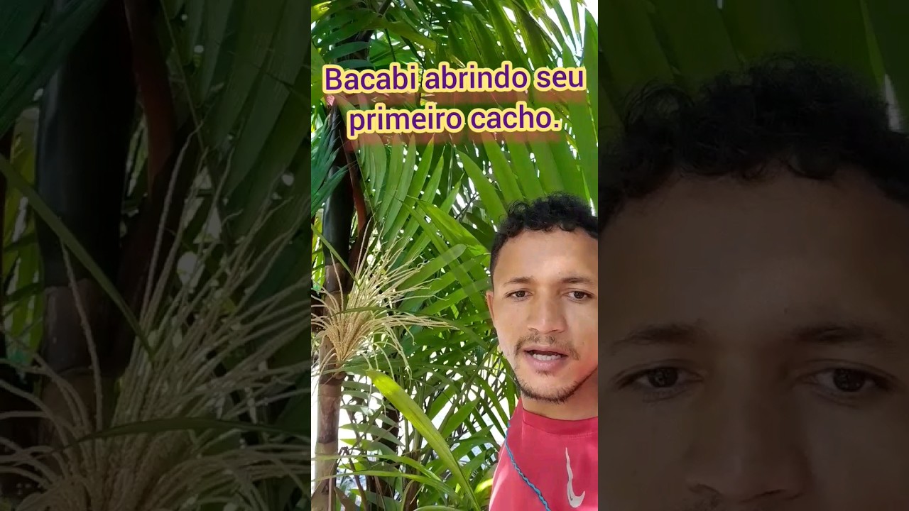 primeiro cacho de bacabi saindo primeira mão pra vocês #bacaba #roça # ...