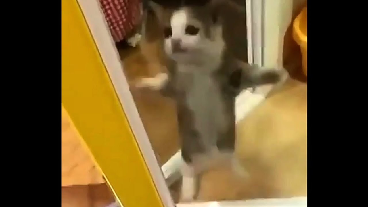 top 5 happy cat - YouTube