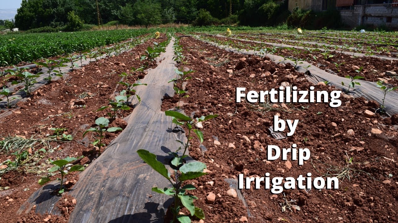 Fertilizing by Drip Irrigation System | Kevani Farming 1080p HD - YouTube