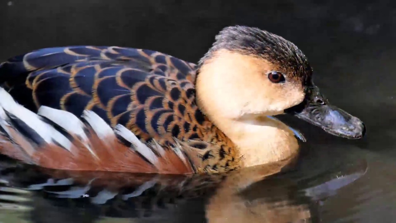 Nature clicks - 2 - YouTube