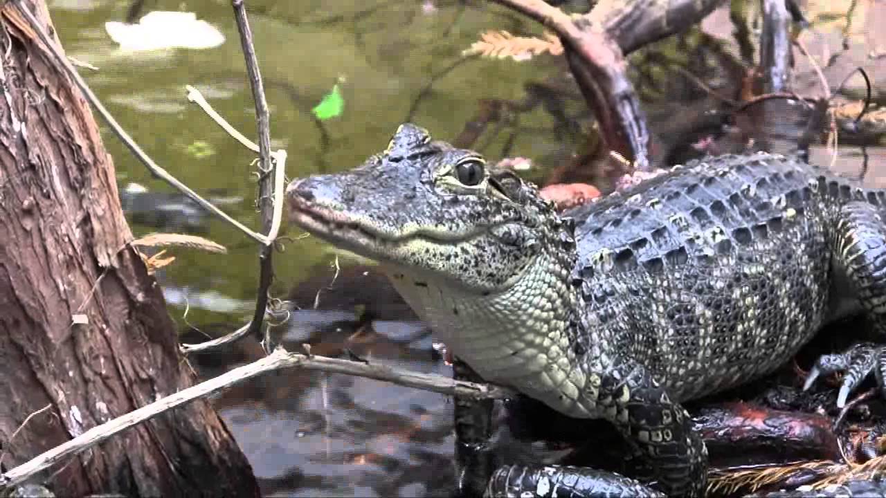 Alligator Bayou at the Tennessee Aquarium - YouTube