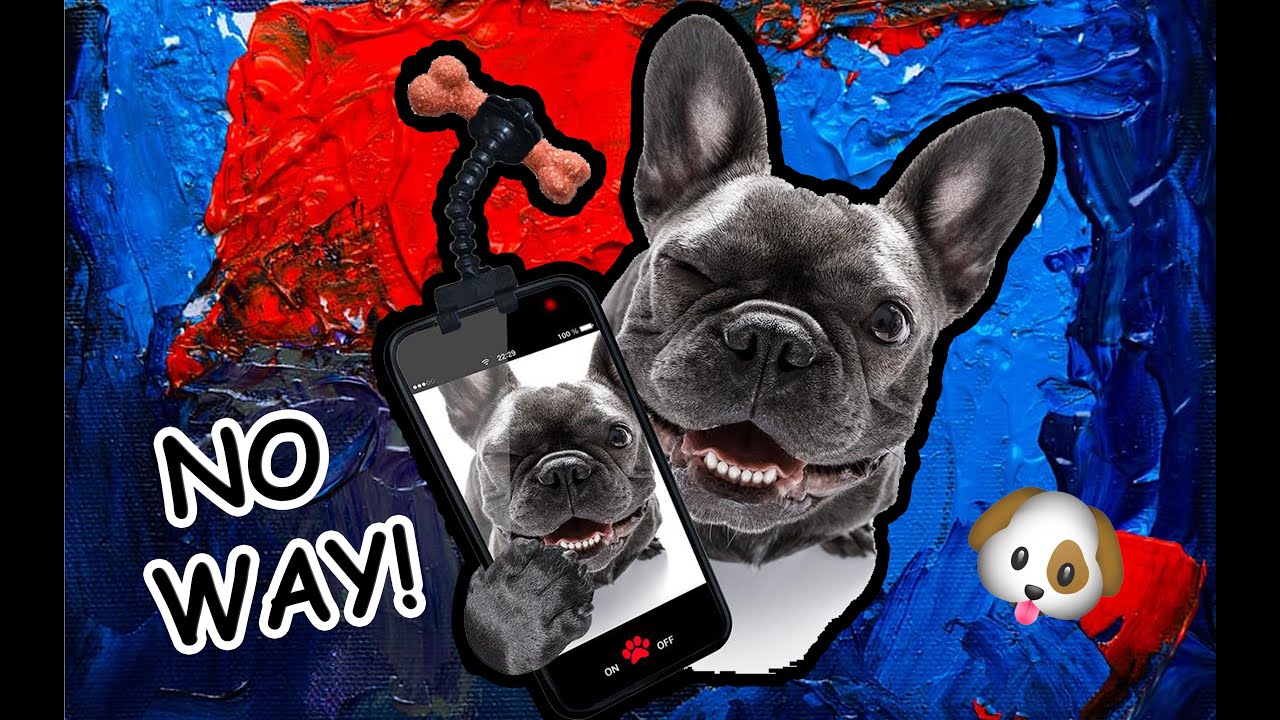 Dogs - OMG! Funny dogs 2019 compilation - YouTube