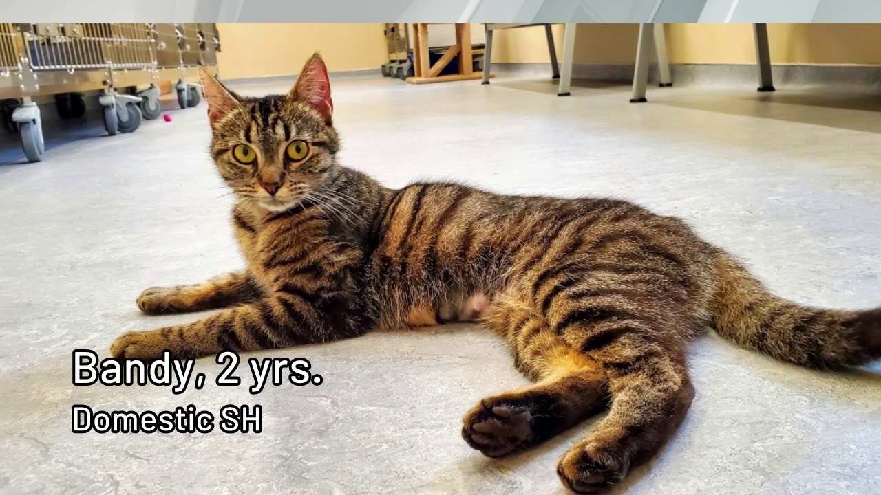 Pet Connection Bandy 7-1-20 - YouTube