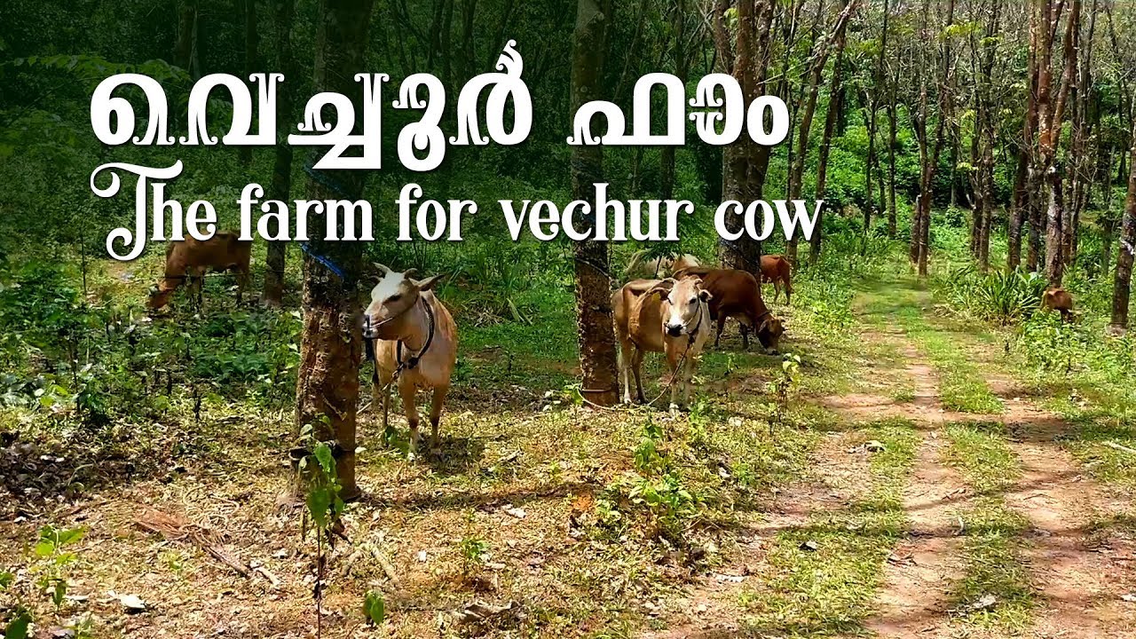 The farm for Vechur cow | വെച്ചൂര്‍ ഫാം - YouTube
