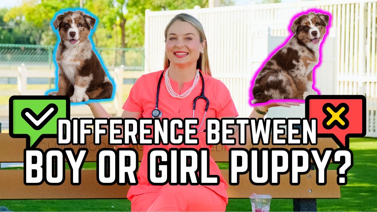 Should I get a Boy vs Girl Dog? | Puppy Gender Shopping 101 - YouTube