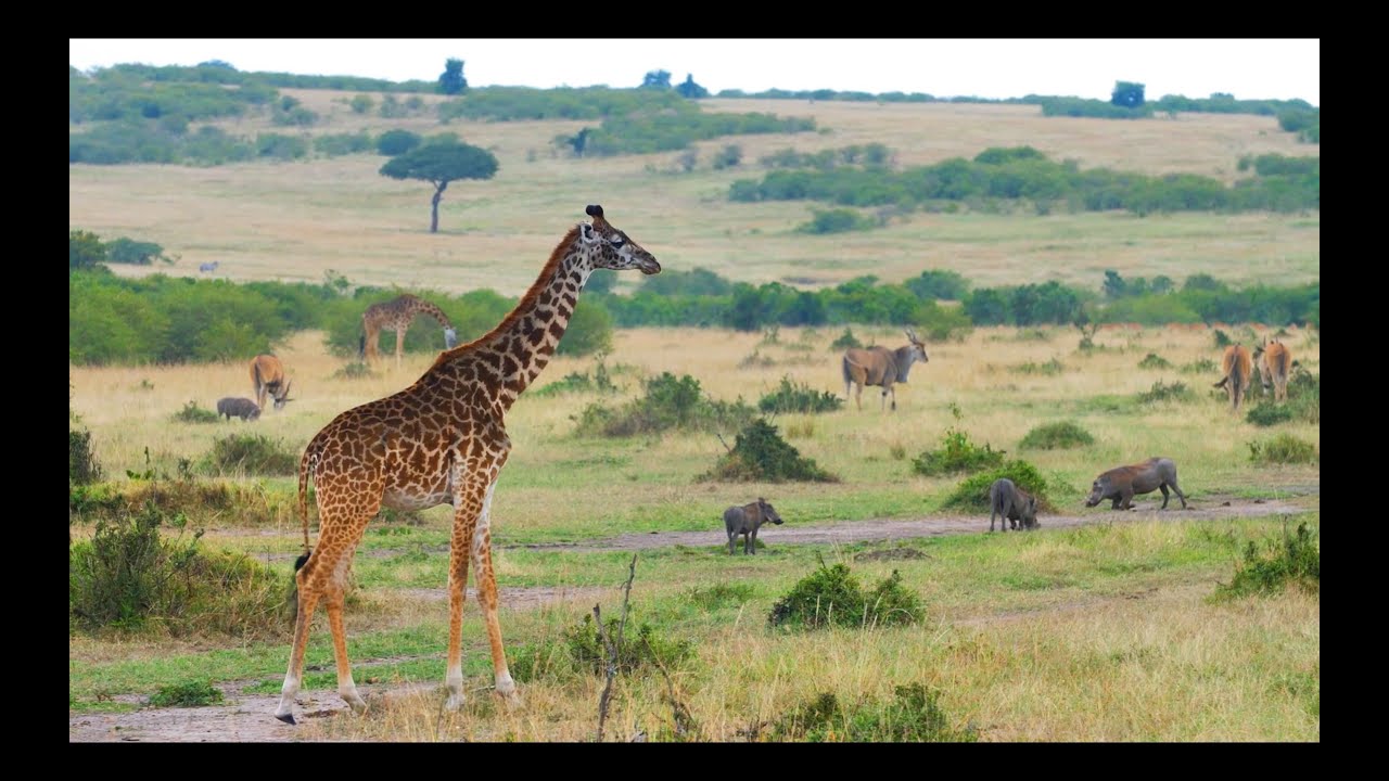 THE MAGICAL MARA - YouTube