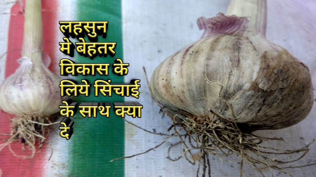 Lahsun mota kaise kare |Lahsun ka size kaise badhaye |Lahsun ka aakar ...