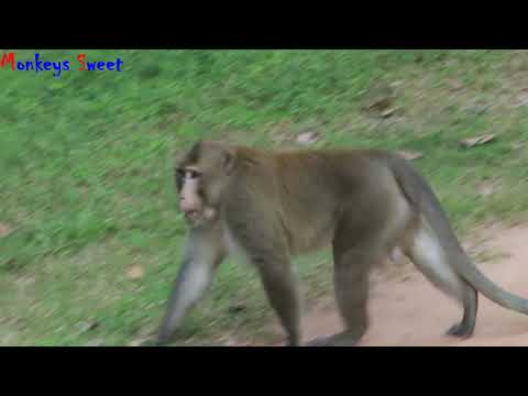 ALEXANDER So good Monkey ! Alexander Really Good With Mom Forest Monkey ...