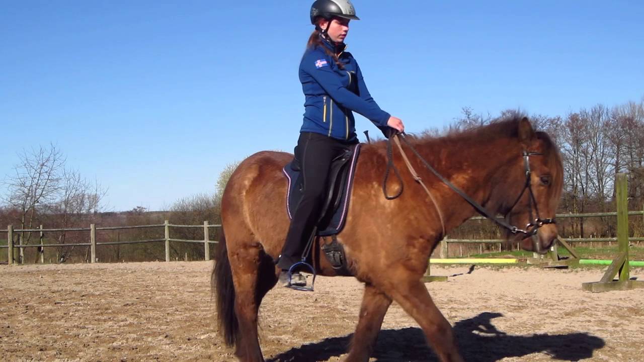 [LÆR DIN HEST] Ridning med cordeo! - YouTube
