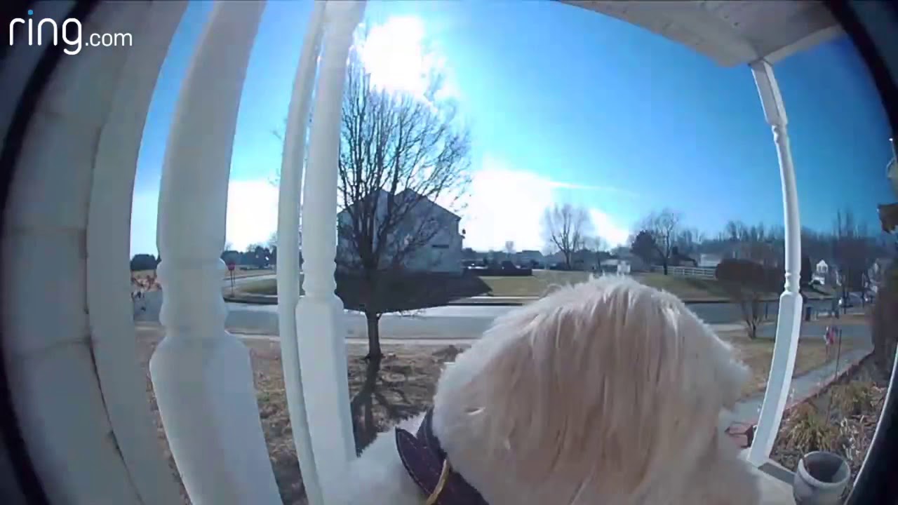 Service Dog Ringing Doorbell - YouTube