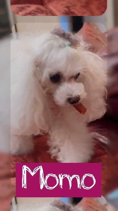 Why my poodle Momo is so Cool!?!….. - YouTube